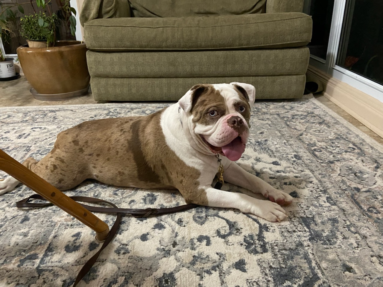 Our Fur Friends – Davis Ford Animal Hospital