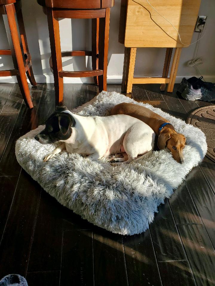 Our Fur Friends – Davis Ford Animal Hospital