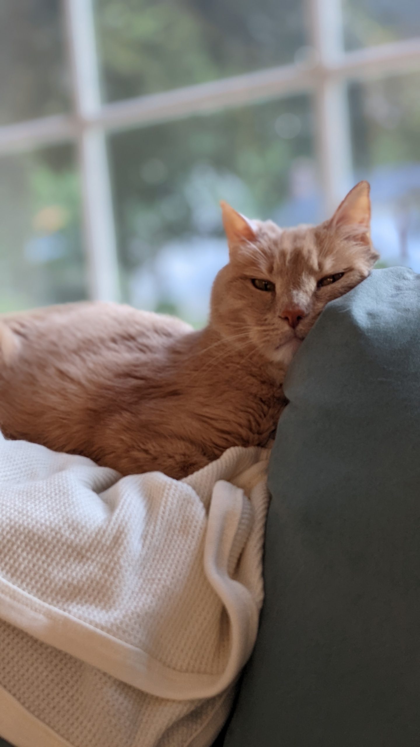 Our Fur Friends – Davis Ford Animal Hospital