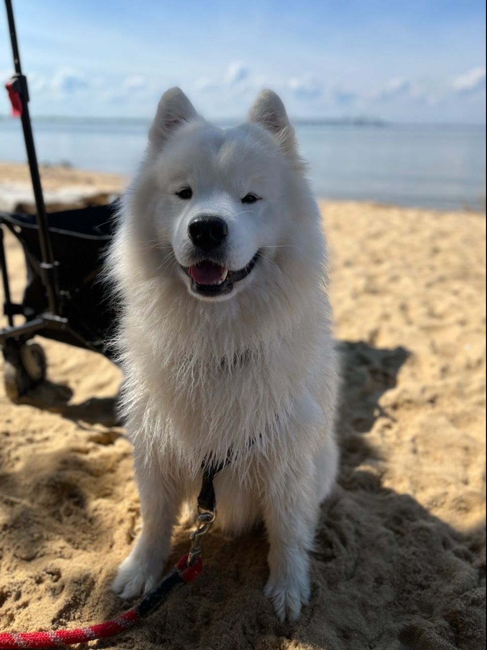 Our Fur Friends – Davis Ford Animal Hospital