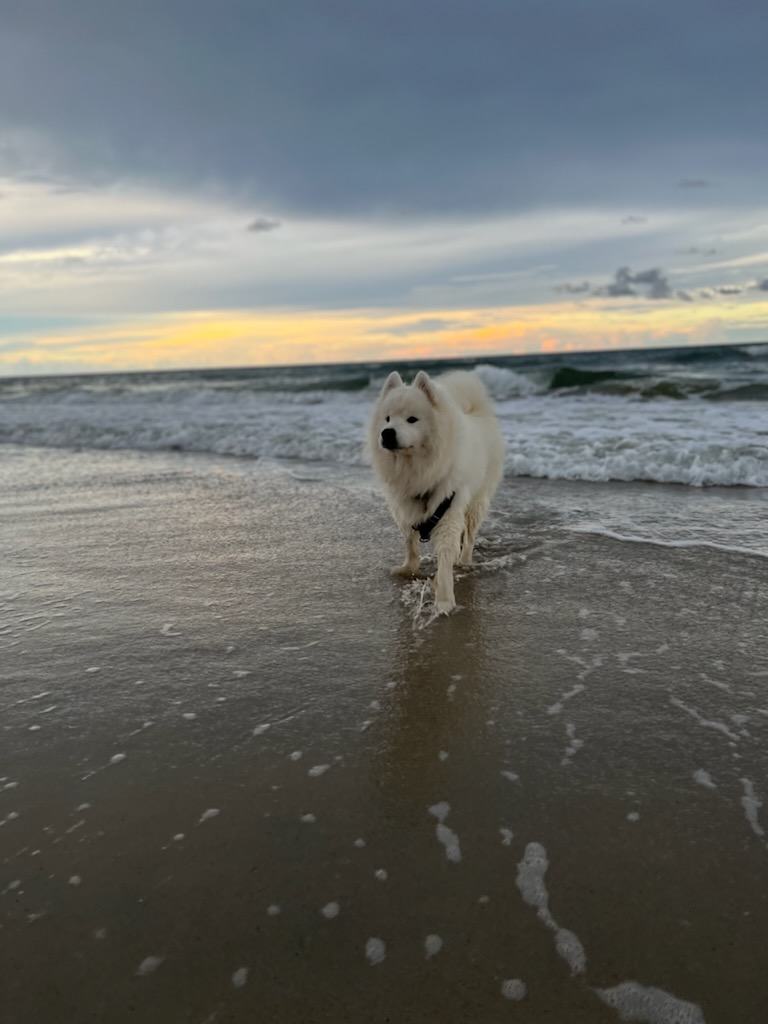 Our Fur Friends – Davis Ford Animal Hospital