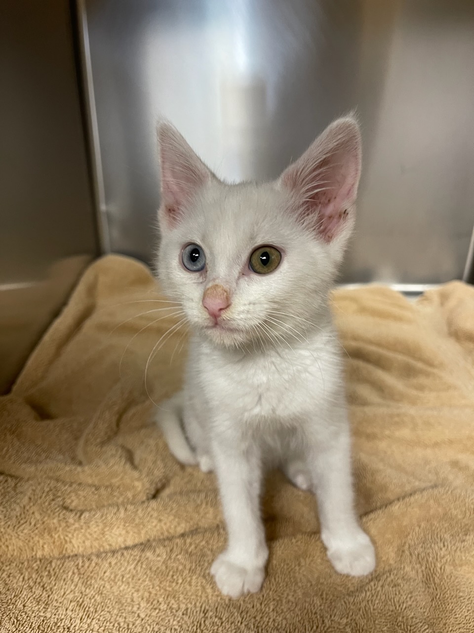 Our Fur Friends – Davis Ford Animal Hospital