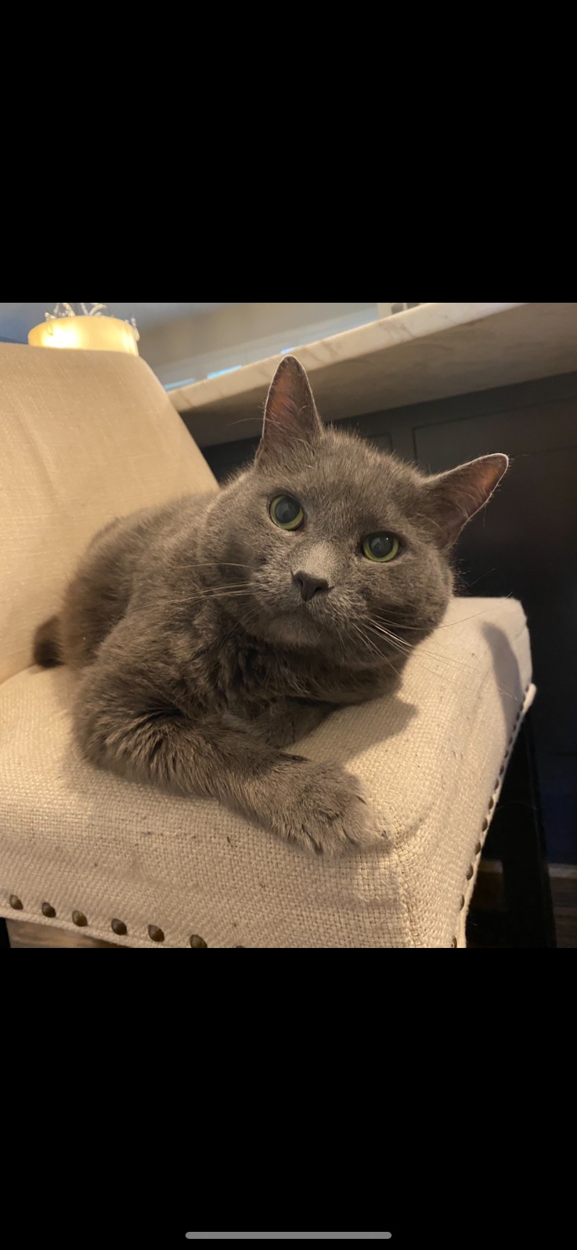 Our Fur Friends – Davis Ford Animal Hospital