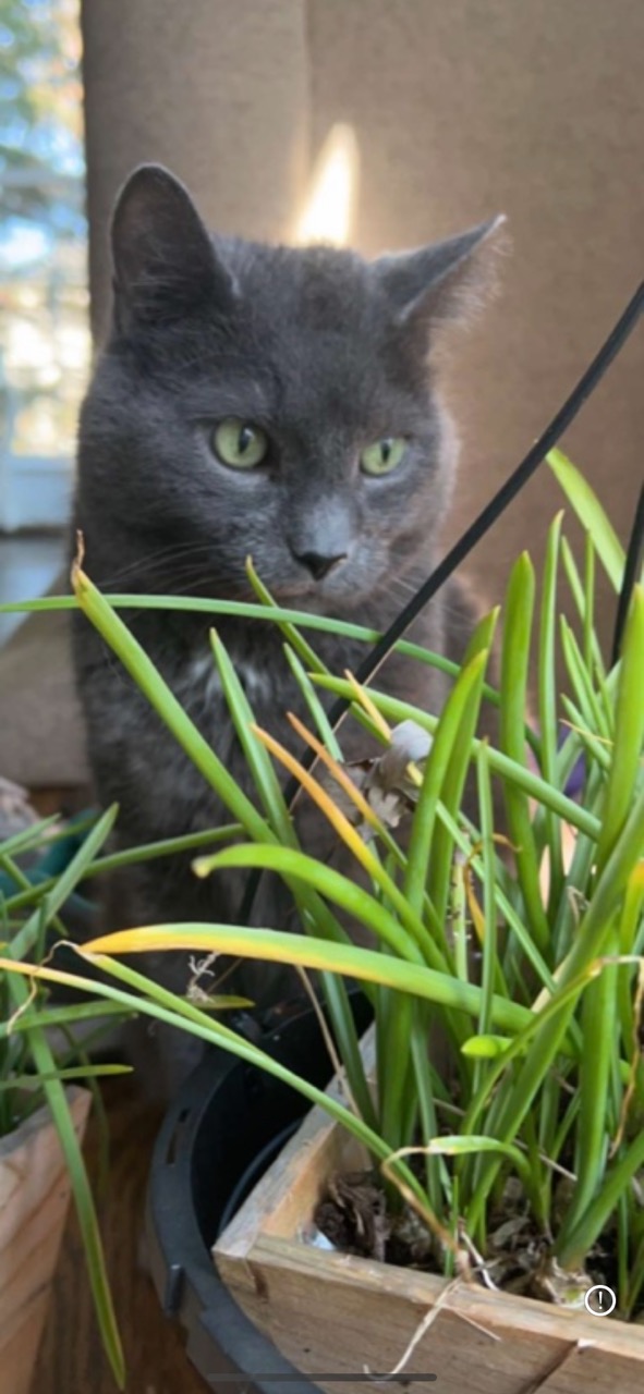 Our Fur Friends – Davis Ford Animal Hospital