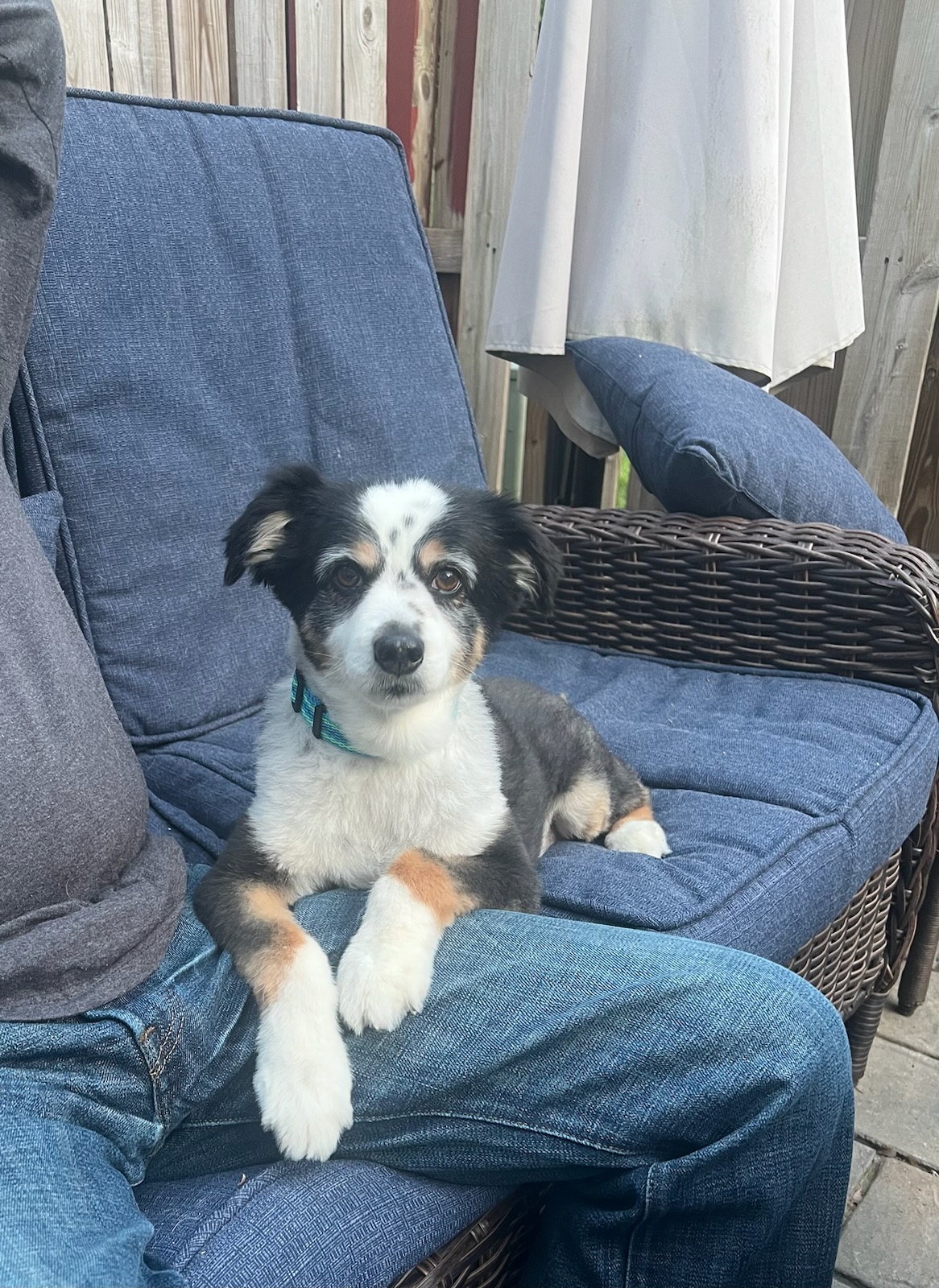 Our Fur Friends – Davis Ford Animal Hospital